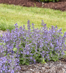 Nepeta | Proven Winners