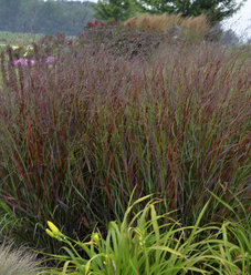 Prairie Winds® 'Apache Rose' - Switch Grass - Panicum virgatum | Proven ...