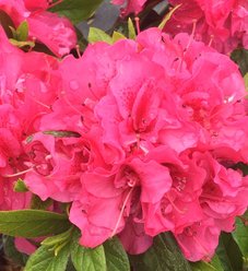 Perfecto Mundo® Double Purple - Reblooming Azalea - Rhododendron x ...