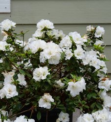 Perfecto Mundo® Orange - Reblooming Azalea - Rhododendron x | Proven ...