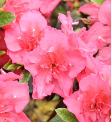 Perfecto Mundo® Double Purple - Reblooming Azalea - Rhododendron x ...
