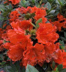 Perfecto Mundo® Double Purple - Reblooming Azalea - Rhododendron x ...