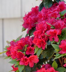 Perfecto Mundo® Double Pink - Reblooming Azalea - Rhododendron x ...