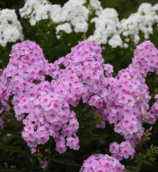 Phlox | Proven Winners