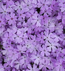 Spring Bling® 'Ruby Riot' - Hybrid Spring Phlox - Phlox hybrid | Proven ...