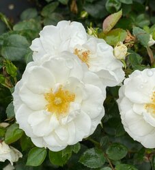 rosa-oso-easy-ice_bay-3.jpg | Proven Winners