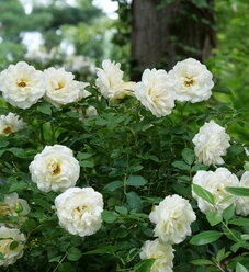 Rosa | Proven Winners