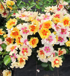 Rosa | Proven Winners