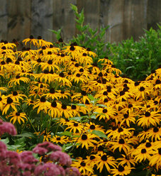 Rudbeckia | Proven Winners