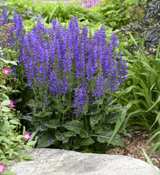 Color Spires® 'Violet Riot' - Perennial Salvia - Salvia nemorosa ...