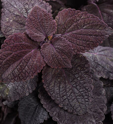 ColorBlaze® Mini Me™ Watermelon - Coleus scutellarioides | Proven Winners