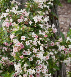 Sonic Bloom® Pure Pink - Weigela florida | Proven Winners