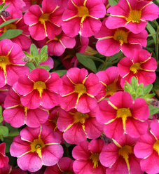 Superbells® Blue Moon Punch™ - Calibrachoa hybrid | Proven Winners