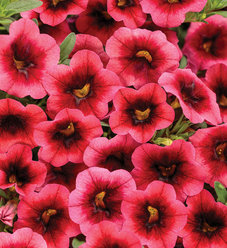 Superbells® Cherry Star - Calibrachoa hybrid | Proven Winners