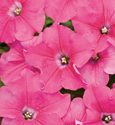 Supertunia® | Proven Winners