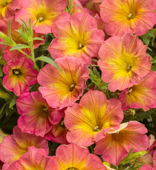 Supertunia® Royal Magenta® - Petunia hybrid | Proven Winners