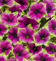 Supertunia® | Proven Winners