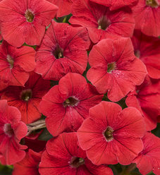 Supertunia® | Proven Winners