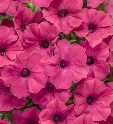 Supertunia Vista Silverberry - Petunia hybrid