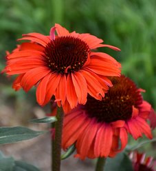 Eye-Catcher™ Coral Craze - Coneflower - Echinacea purpurea | Proven Winners