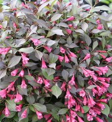 Weigela - Deer-Resistant Shrubs with Pink, Red or White Flowers ...