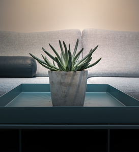 Senecio | Proven Winners