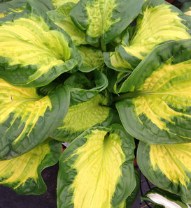 Shadowland® 'Hope Springs Eternal' - Hosta hybrid | Proven Winners