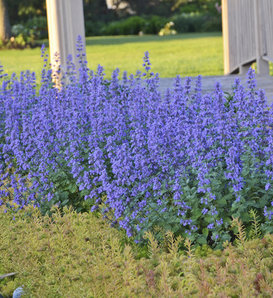 cats-meow-nepeta-faassenii2.jpg | Proven Winners