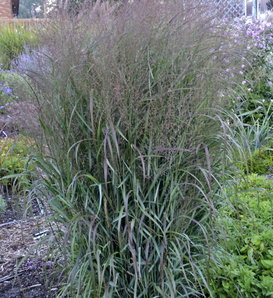 Panicum | Proven Winners