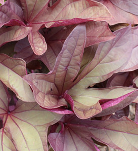 Ipomoea | Proven Winners