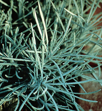 Proven Accents® Petite Licorice - Licorice Plant - Helichrysum ...