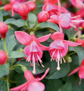 Shadow Dancers® | Proven Winners