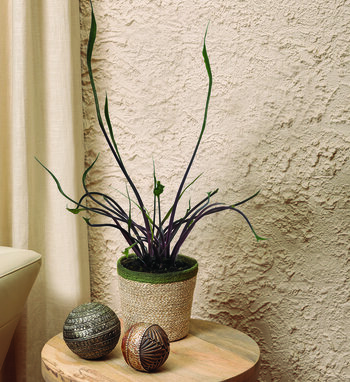 Mythic® Jungle Music™ - Alocasia amazonica | Proven Winners