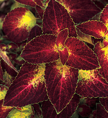 ColorBlaze® | Proven Winners