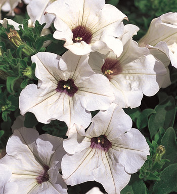 Surfinia® Petunias | Colorful Trailing Petunias