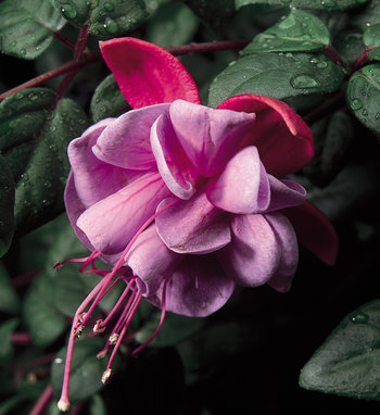 Fuchsia | Proven Winners