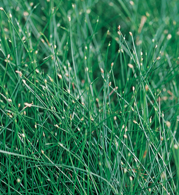 Graceful Grasses Vertigo - Purple Fountain Grass