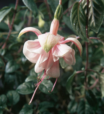 Fuchsia | Proven Winners