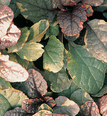 Ajuga | Proven Winners