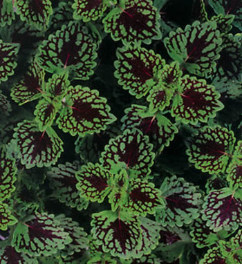 ColorBlaze® Lime Time® - Coleus scutellarioides | Proven Winners