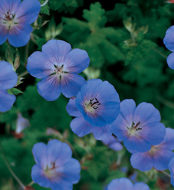 Geranium | Proven Winners