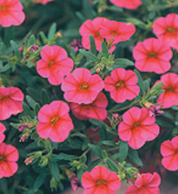 Million Bells® | Proven Winners