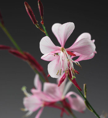 Gaura | Proven Winners