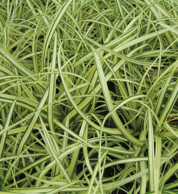 Carex | Proven Winners