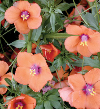 Anagallis | Proven Winners