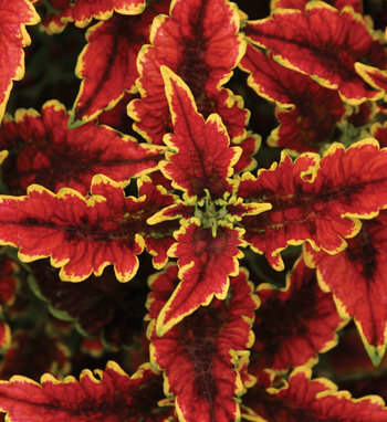 ColorBlaze® | Proven Winners