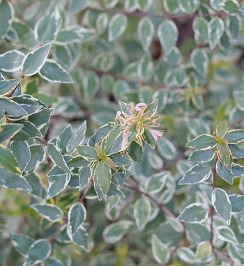 Abelia | Proven Winners