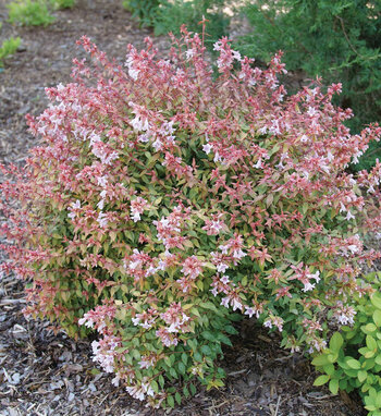 Abelia | Proven Winners