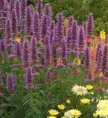 Agastache | Proven Winners