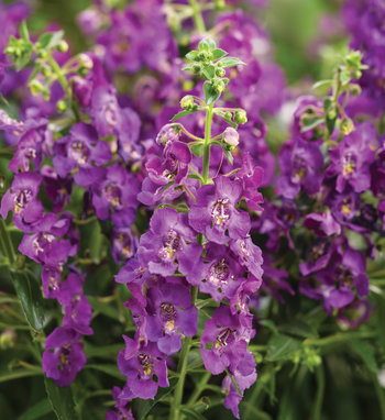 Angelonia | Proven Winners